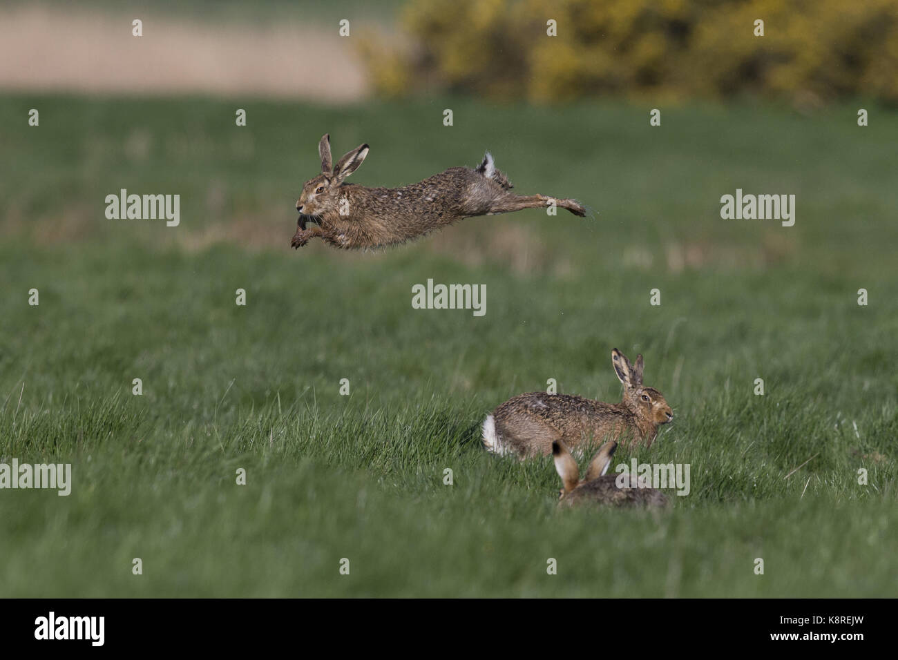 European Hare (Lepus europeaus) 3 adult males, one male jumping to ...