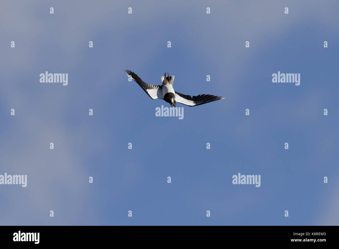 Northern Lapwing (Vanellus vanellus) adult male, calling and diving ...