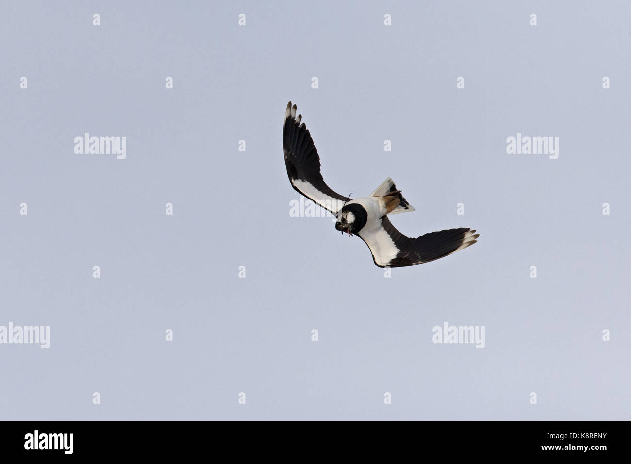 Northern Lapwing (Vanellus vanellus) adult male, calling and diving ...
