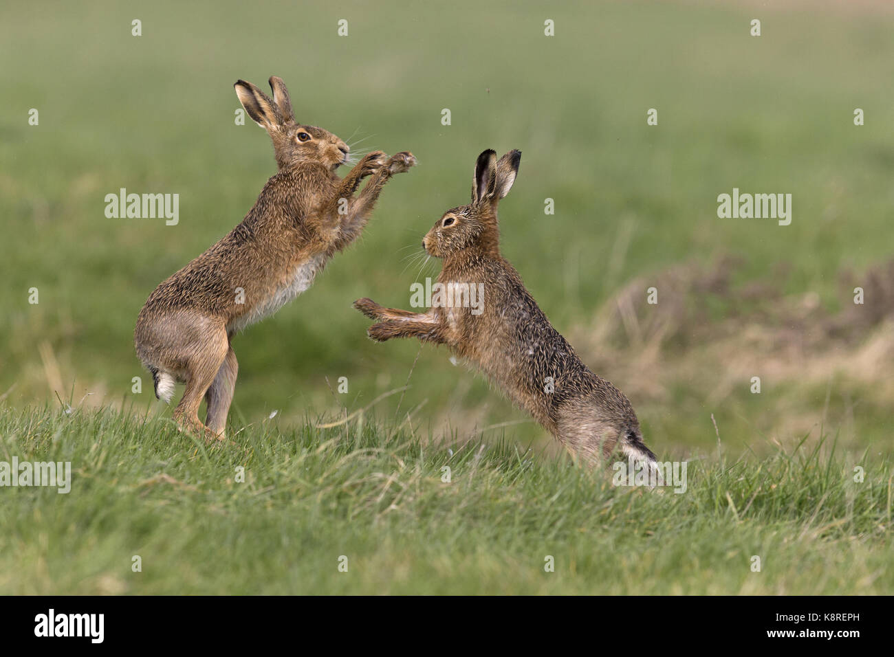 European Hare (Lepus europeaus) adult pair, 'boxing', female fighting ...