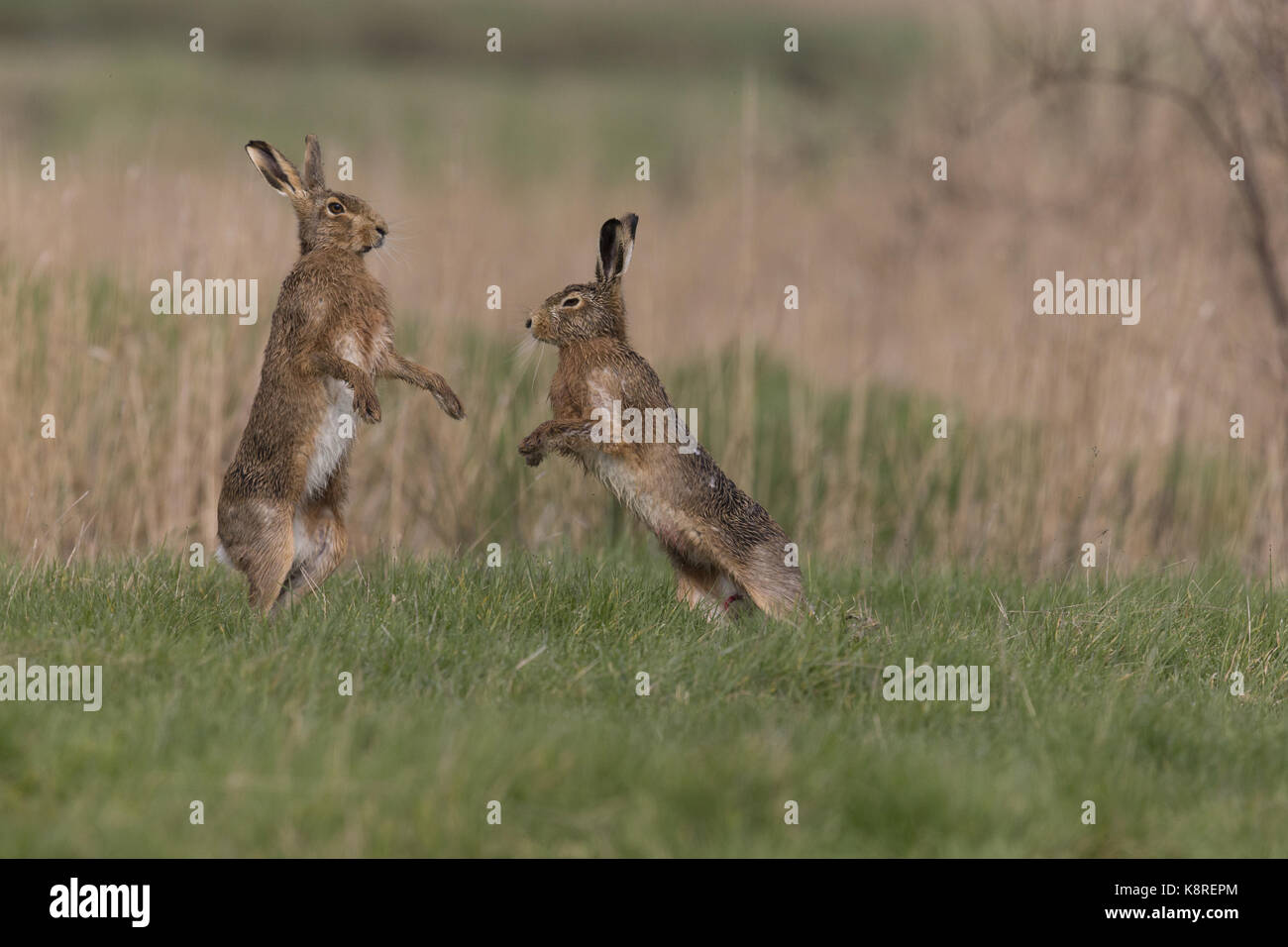 European Hare (Lepus europeaus) adult pair, 'boxing', female fighting ...