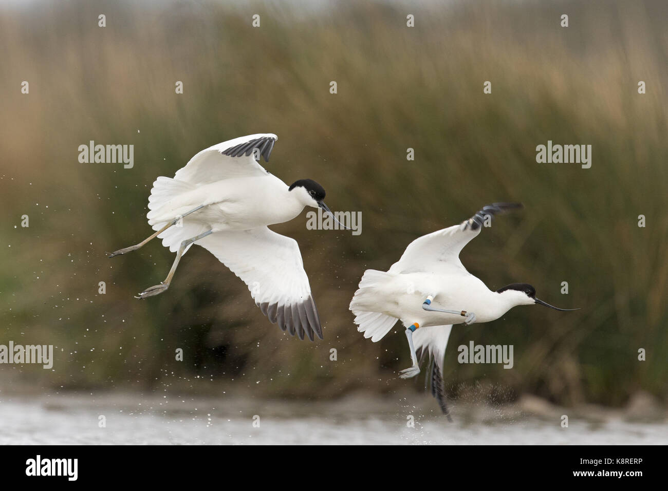 Eurasian Avocet (Recurvirostra avosetta) 2 adults, flying, 1 with leg ...