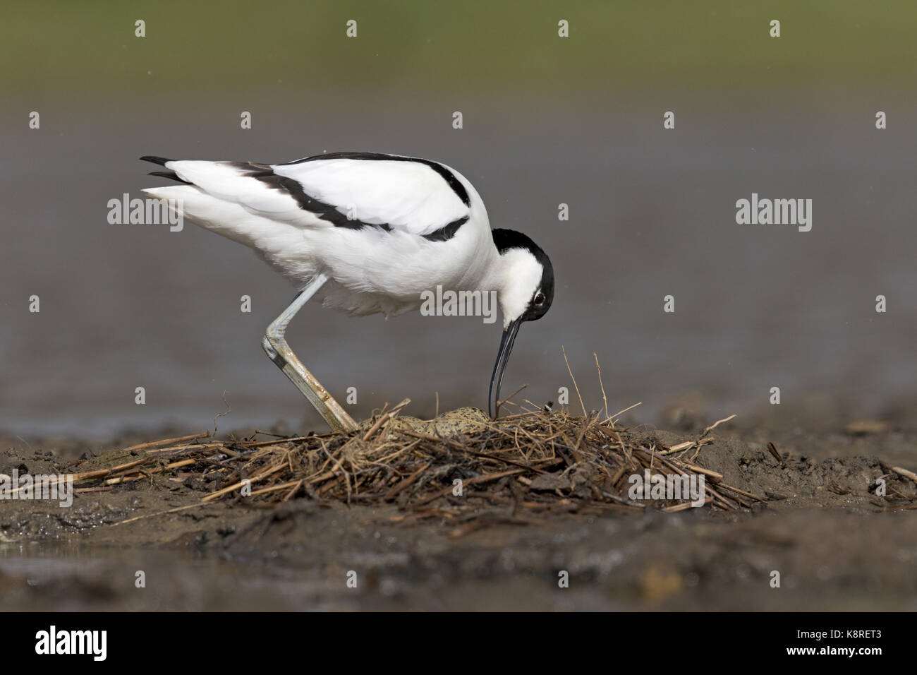 Adult turning egg in nest hi-res stock photography and images - Alamy