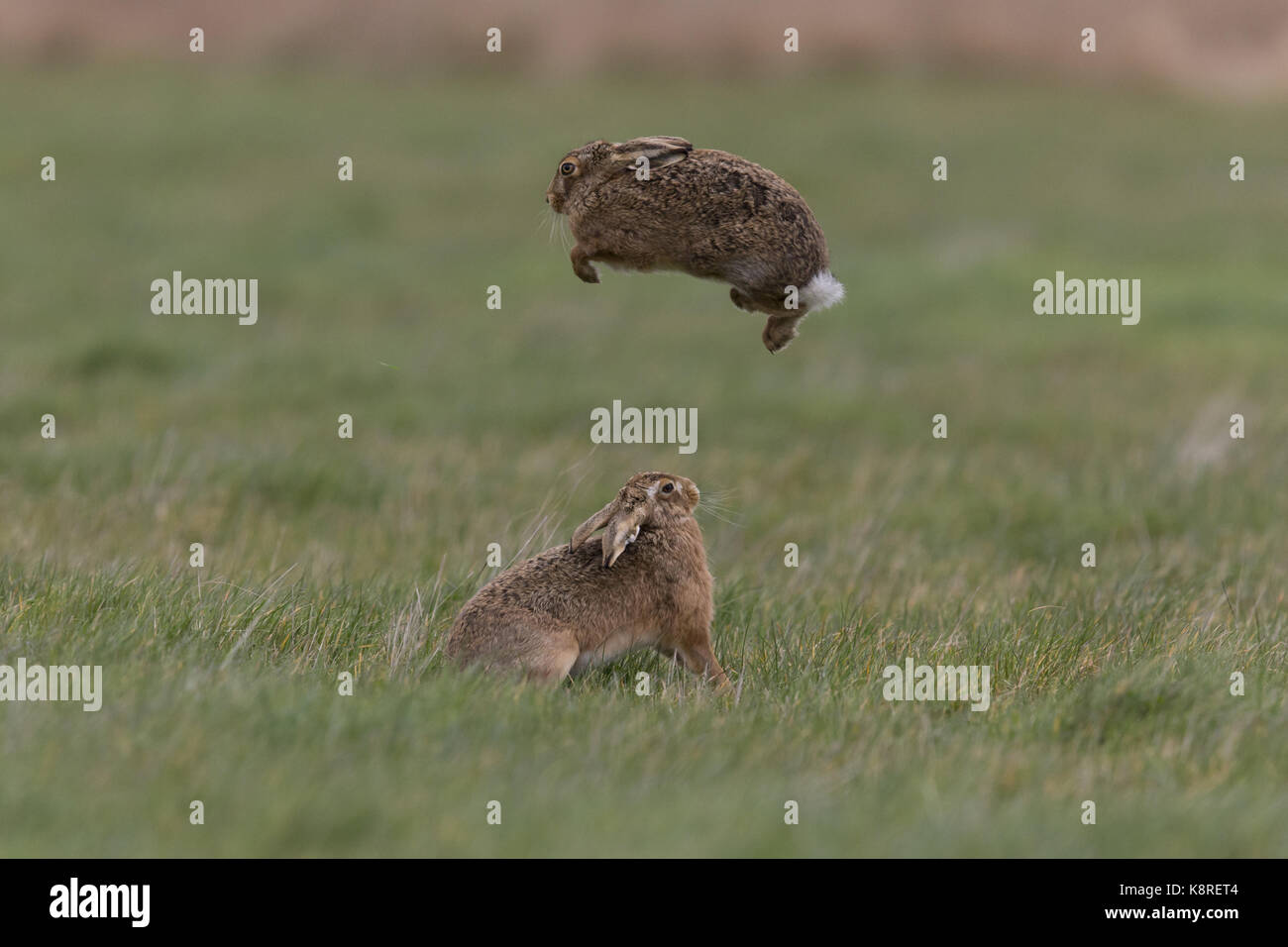 Spring hare leaping hi-res stock photography and images - Alamy