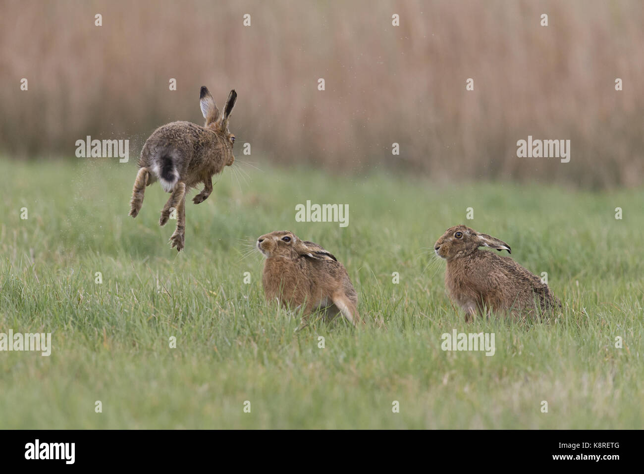 European Hare (Lepus europeaus) 3 adults, one male jumping to avoid ...