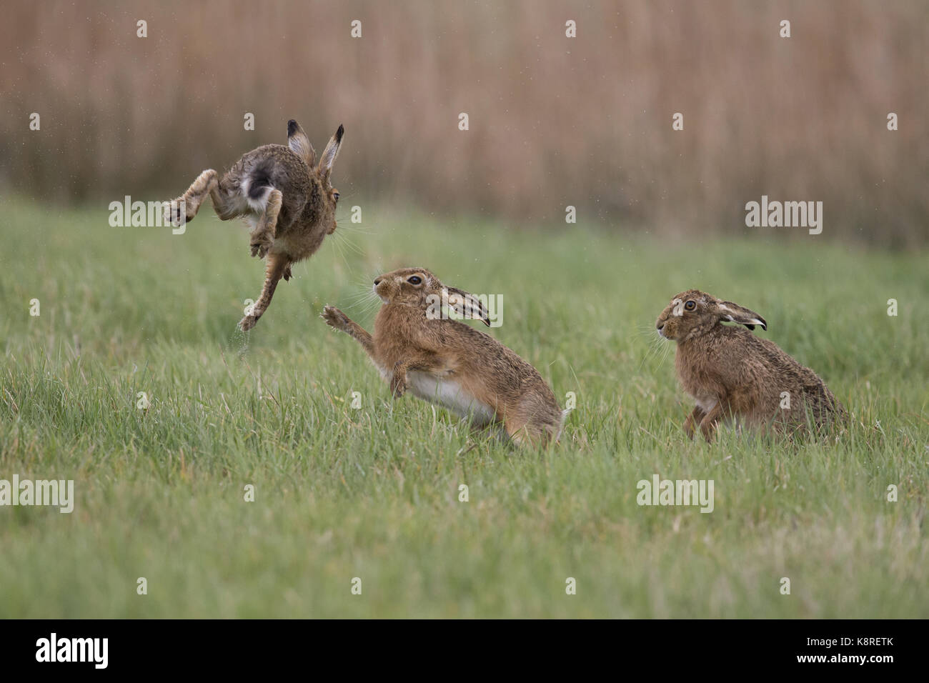 European Hare (Lepus europeaus) 3 adults, one male jumping to avoid ...