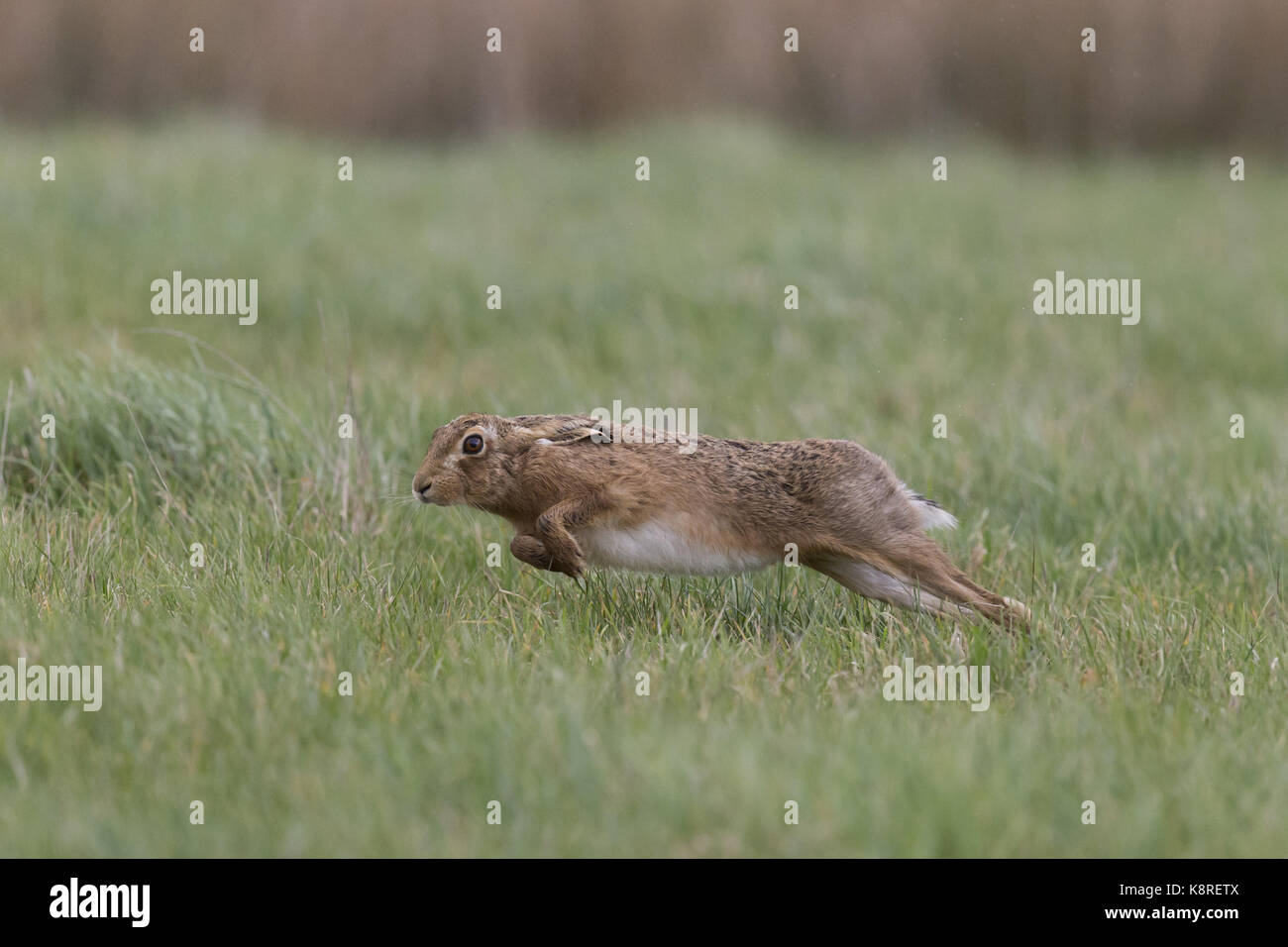 European Hare (Lepus europeaus) adult male, running in grass field ...