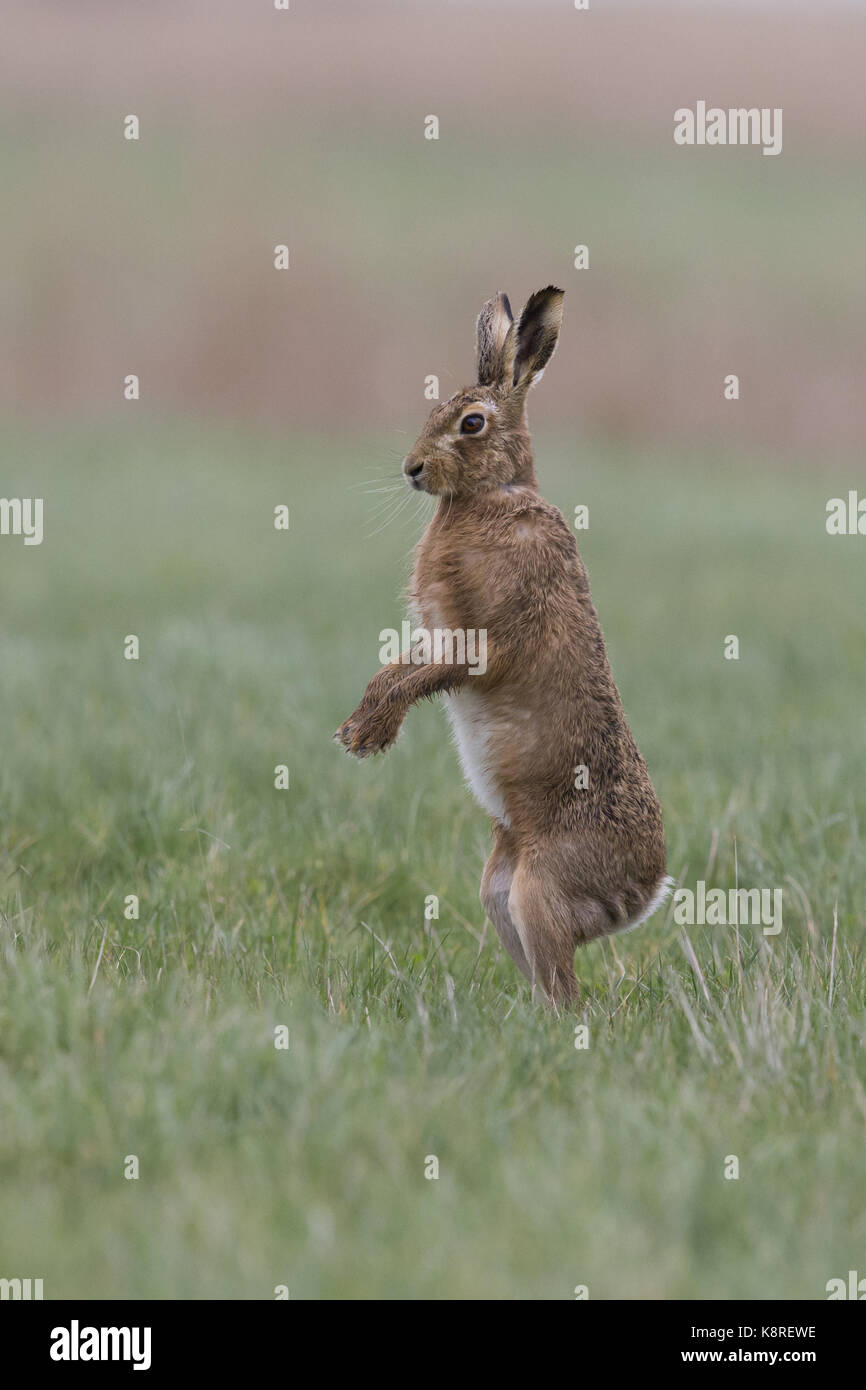 European Hare (Lepus europeaus) adult, standing on hind legs in grass ...