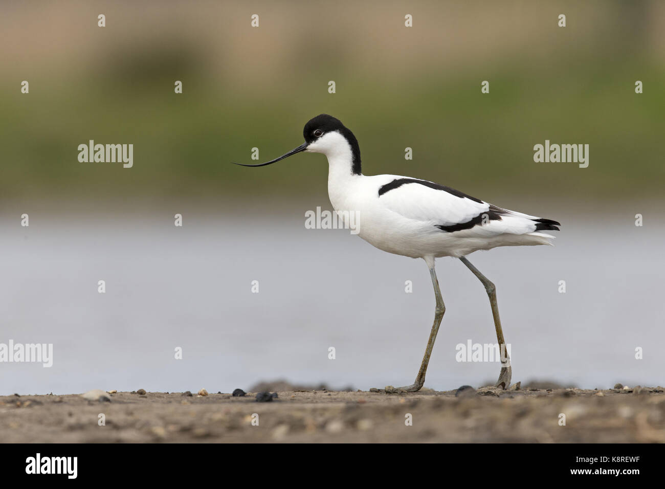 Eurasian Avocet (Recurvirostra avosetta) adult, walking on sand ...