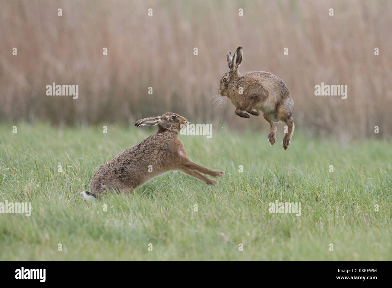 European Hare (Lepus europeaus) adult pair, boxing, male jumping from ...