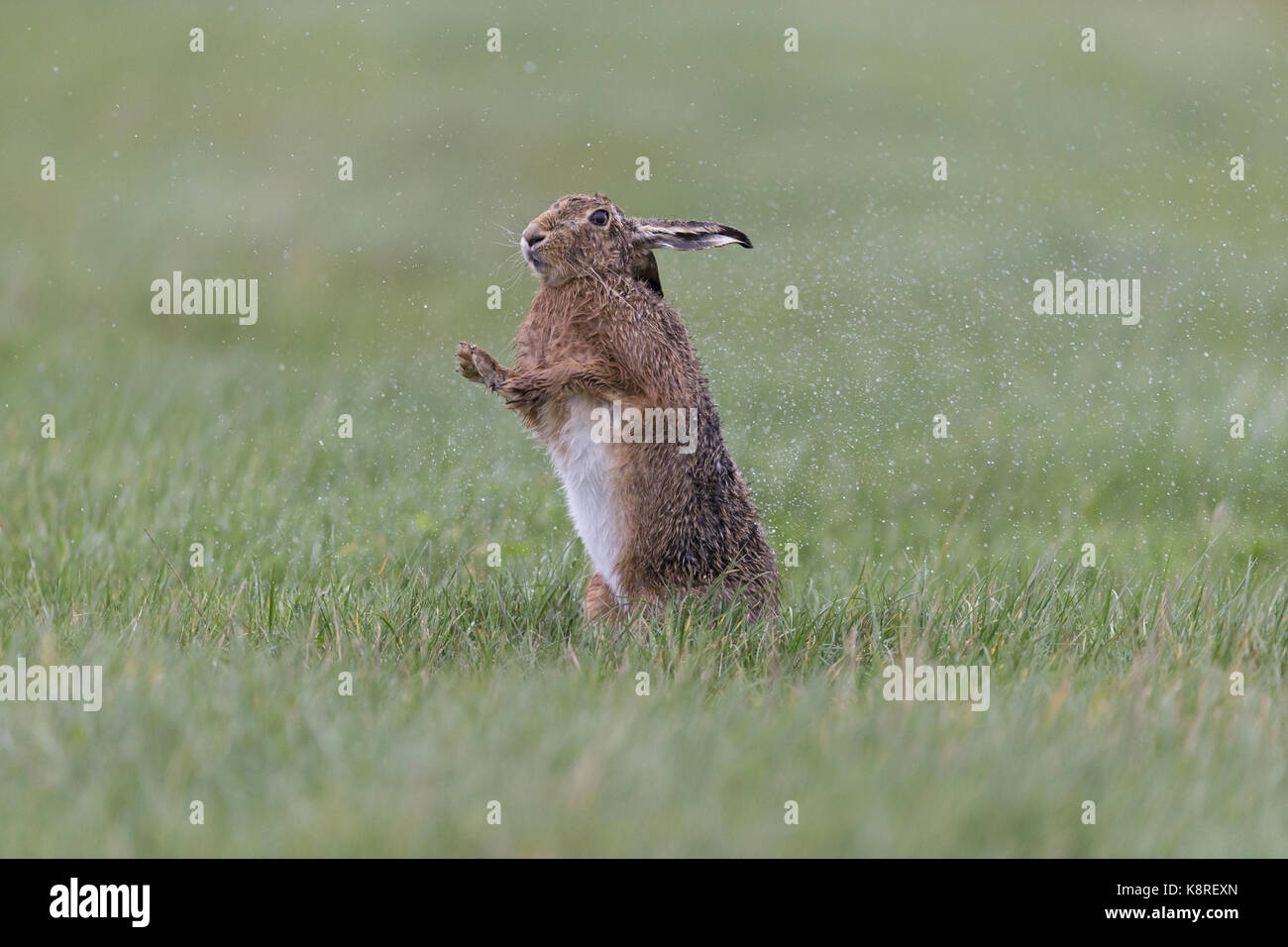 Rain animal shake hi-res stock photography and images - Alamy