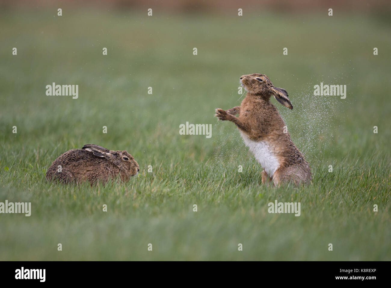 European Hare (Lepus europeaus) adult pair, male shaking rain water ...