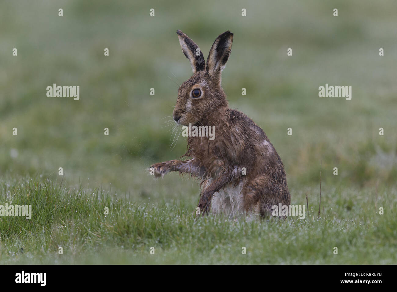 European Hare (Lepus europeaus) adult male, sitting in grass field ...