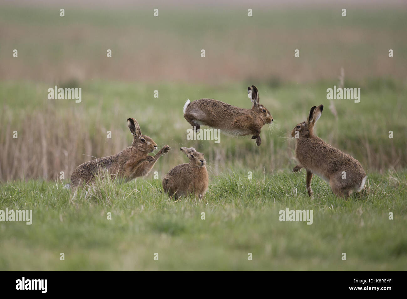 European Hare (Lepus europeaus) 4 adults, 3 males and 1 female, male ...