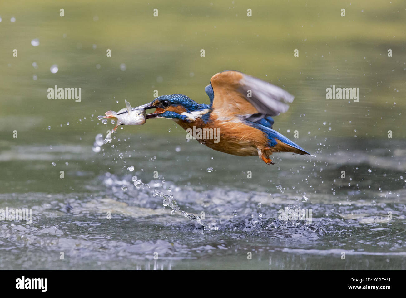 Rudd Fish Uk High Resolution Stock Photography and Images - Alamy