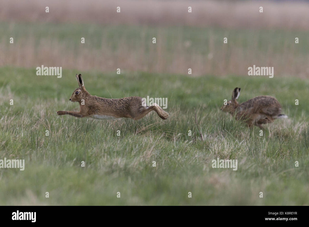 European Hare (Lepus europeaus) 2 adult males, running in grass field ...