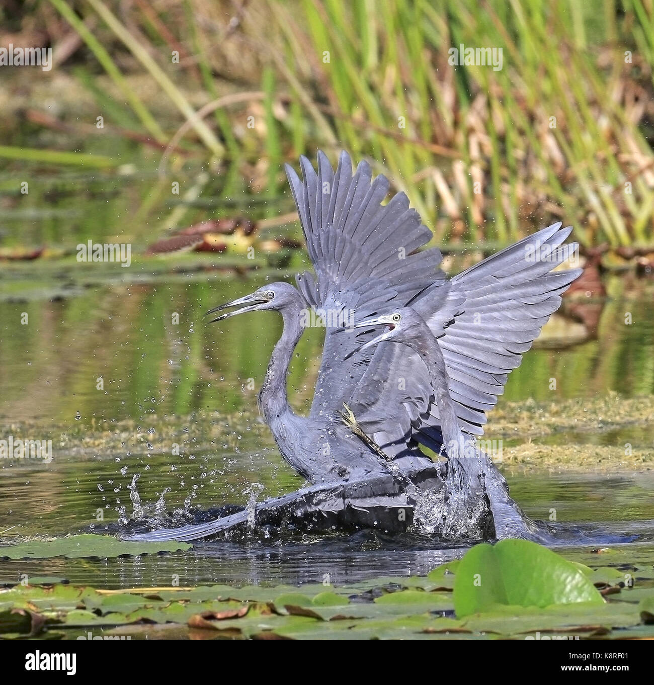 Little Blue Heron (Egretta caerulea) adult, two fighting, Florida, U.S ...