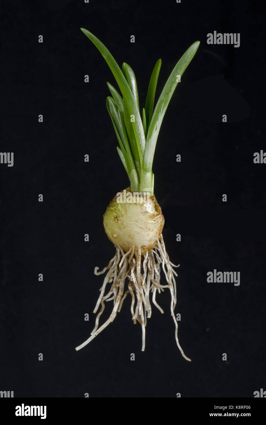 Spanish bluebell, Hyacinthoides hispanica, bulb with leaf and root ...