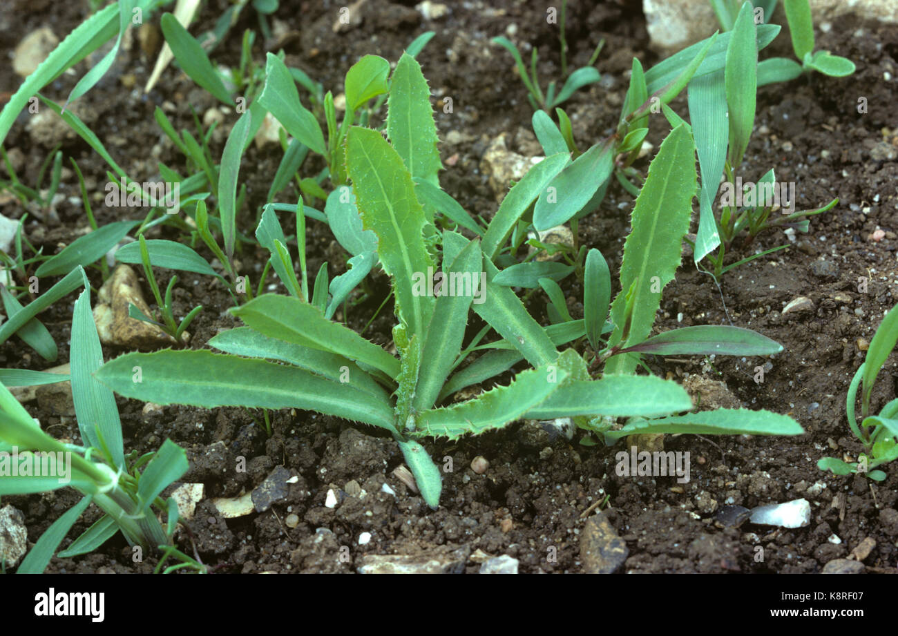 Young perennial sow-thistle, Sonchus arvensis, plant with knotweed ...