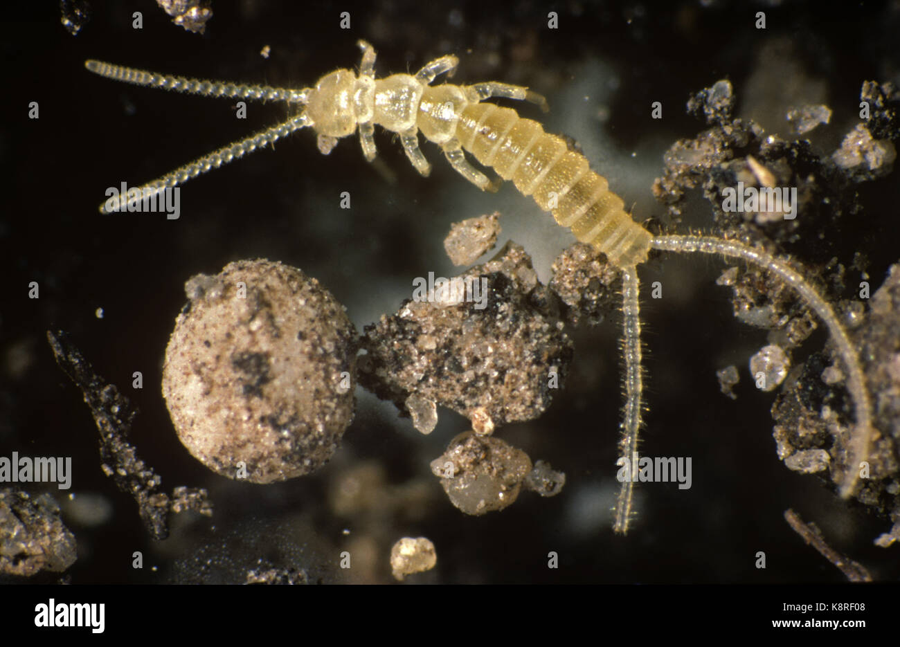 Two-tailed bristletail, Campodea fragilis, adult detritivore living on ...
