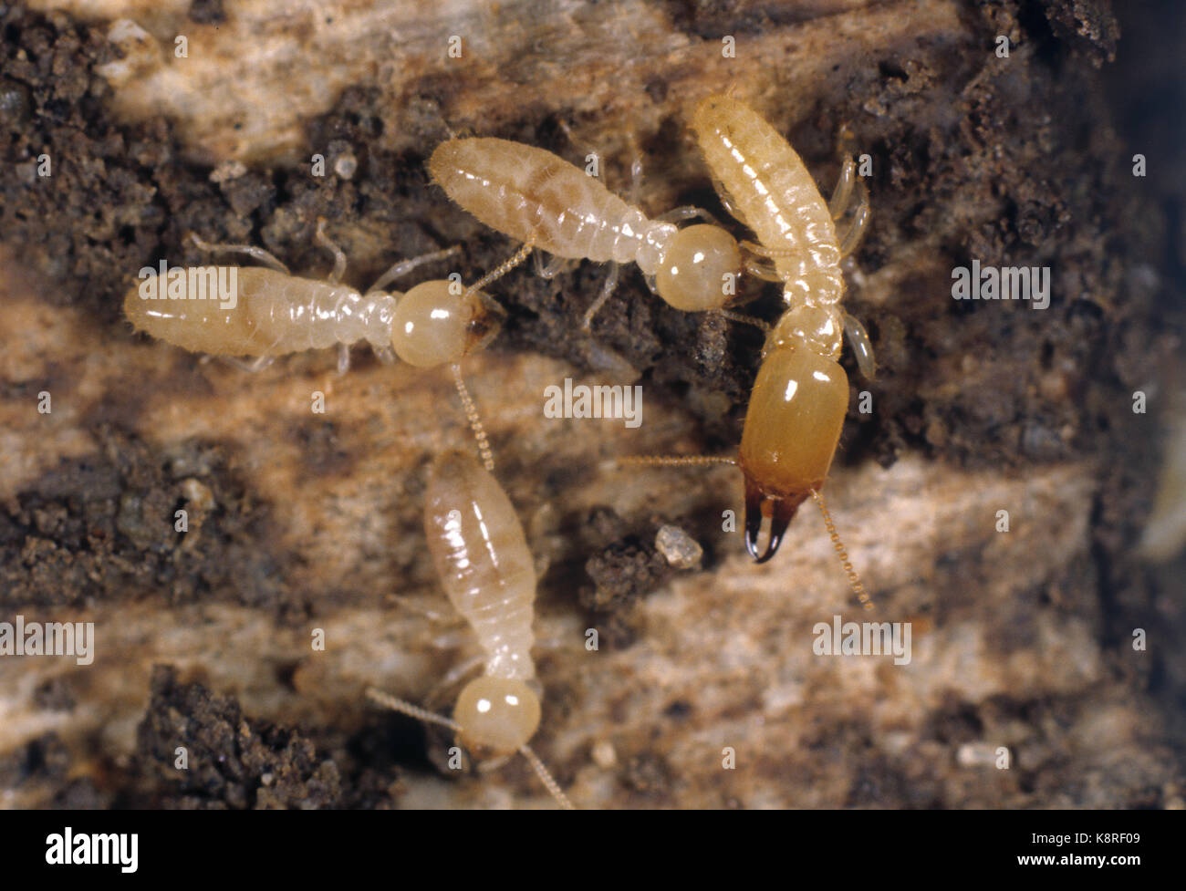 Drywood Termite Soldier