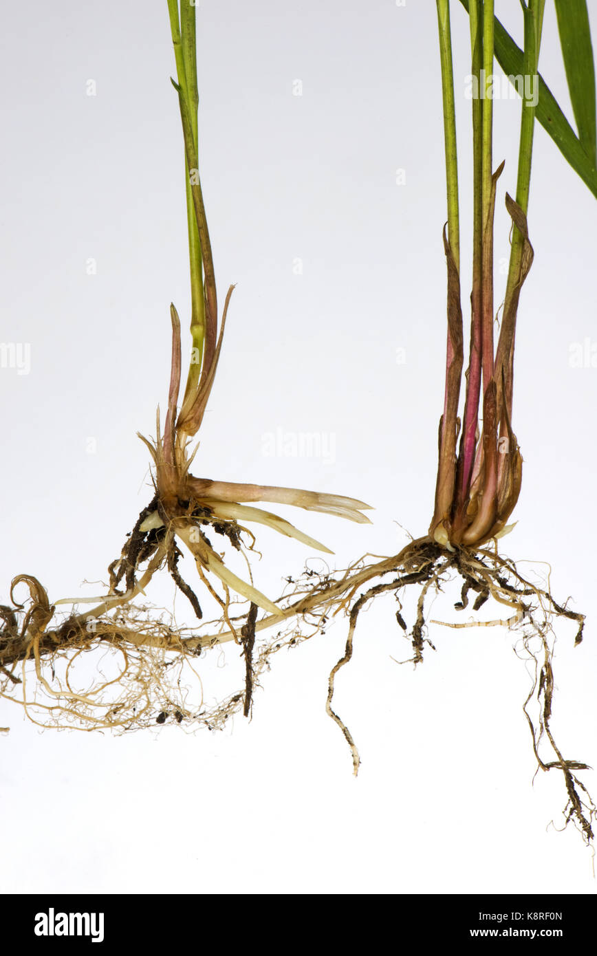 Common couch, Elymus repens, shoots and roots from underground rhizomes ...
