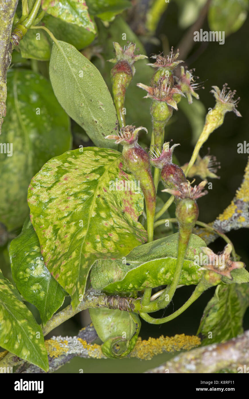 Damage caused early in the season by pear leaf blister mites, Eriophyes ...