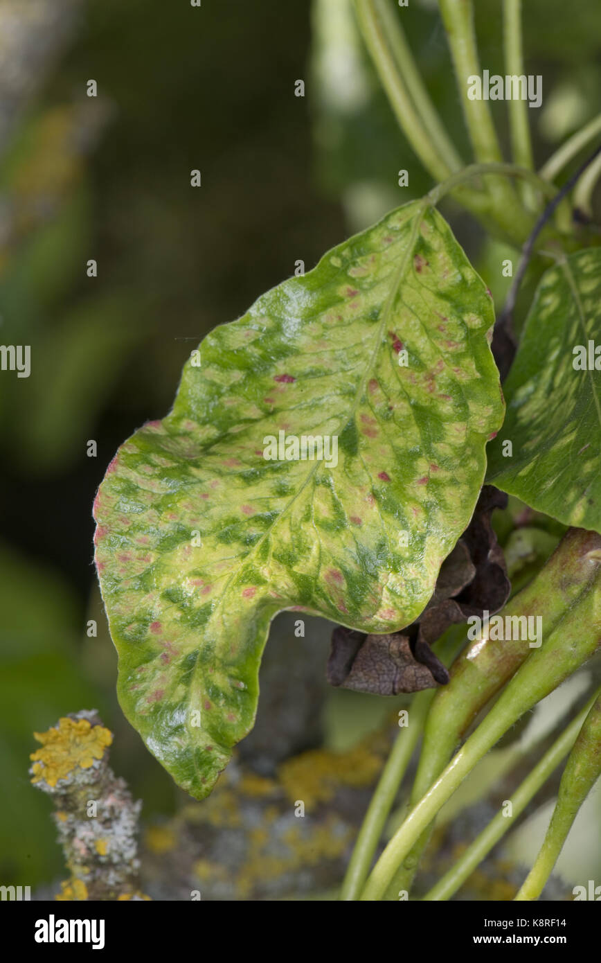 Damage caused early in the season by pear leaf blister mites, Eriophyes ...