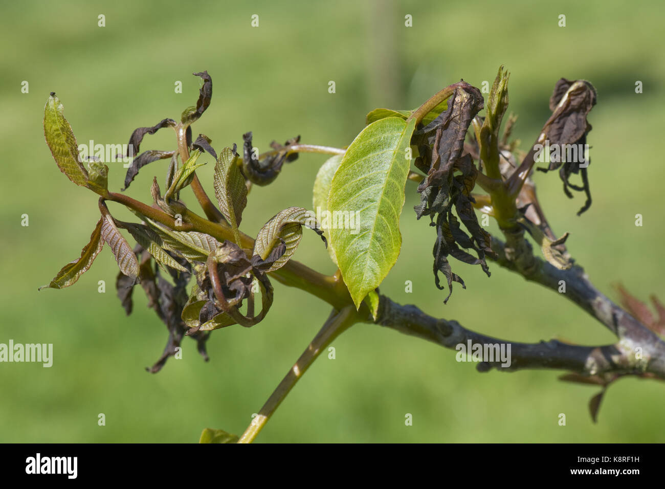 Necrotic, burnt, frost damage to young developing walnut leaves in late ...