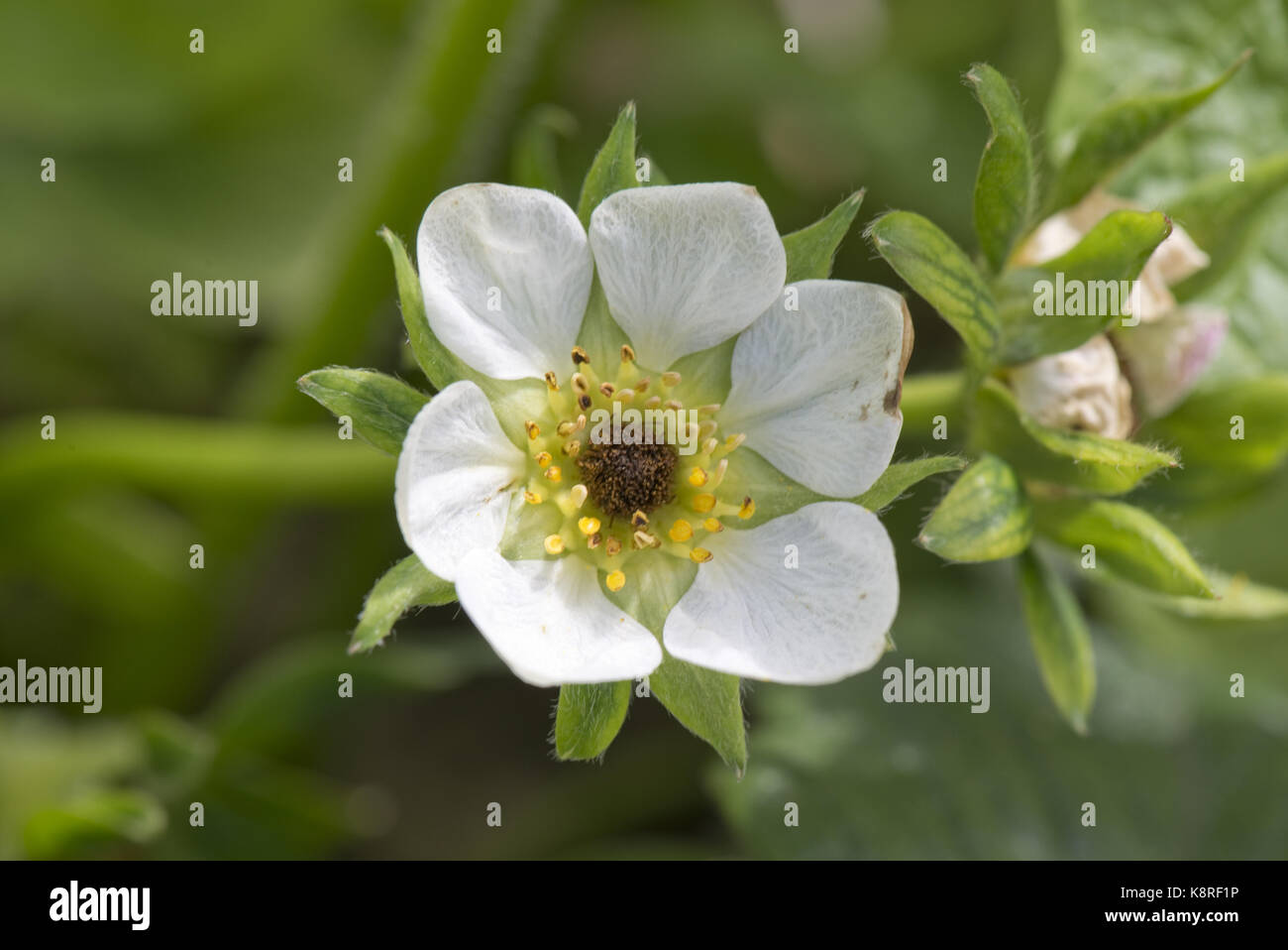 Late season frost damage causing blackening of the pistils, female ...