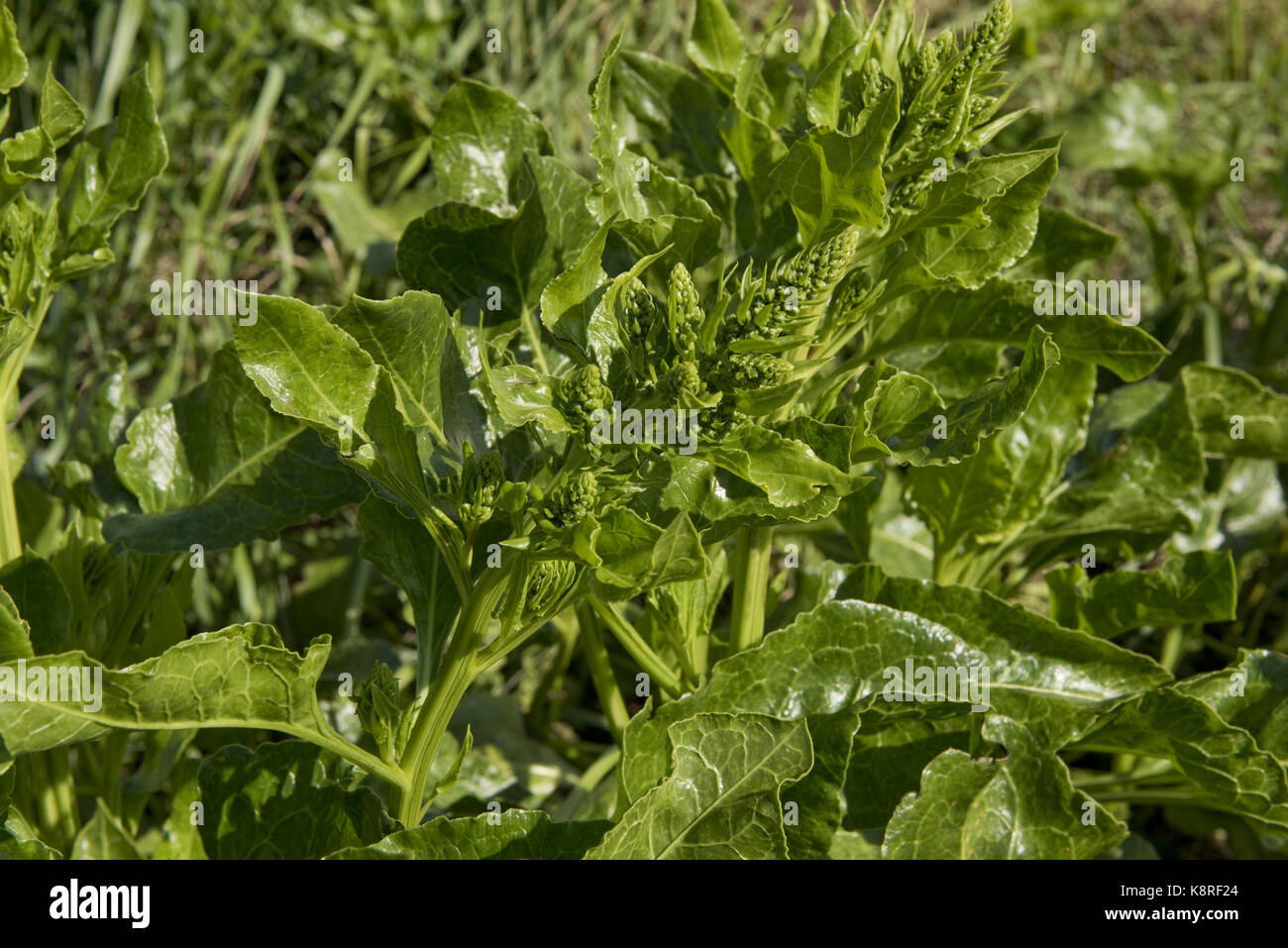 Ancestor species hi-res stock photography and images - Alamy