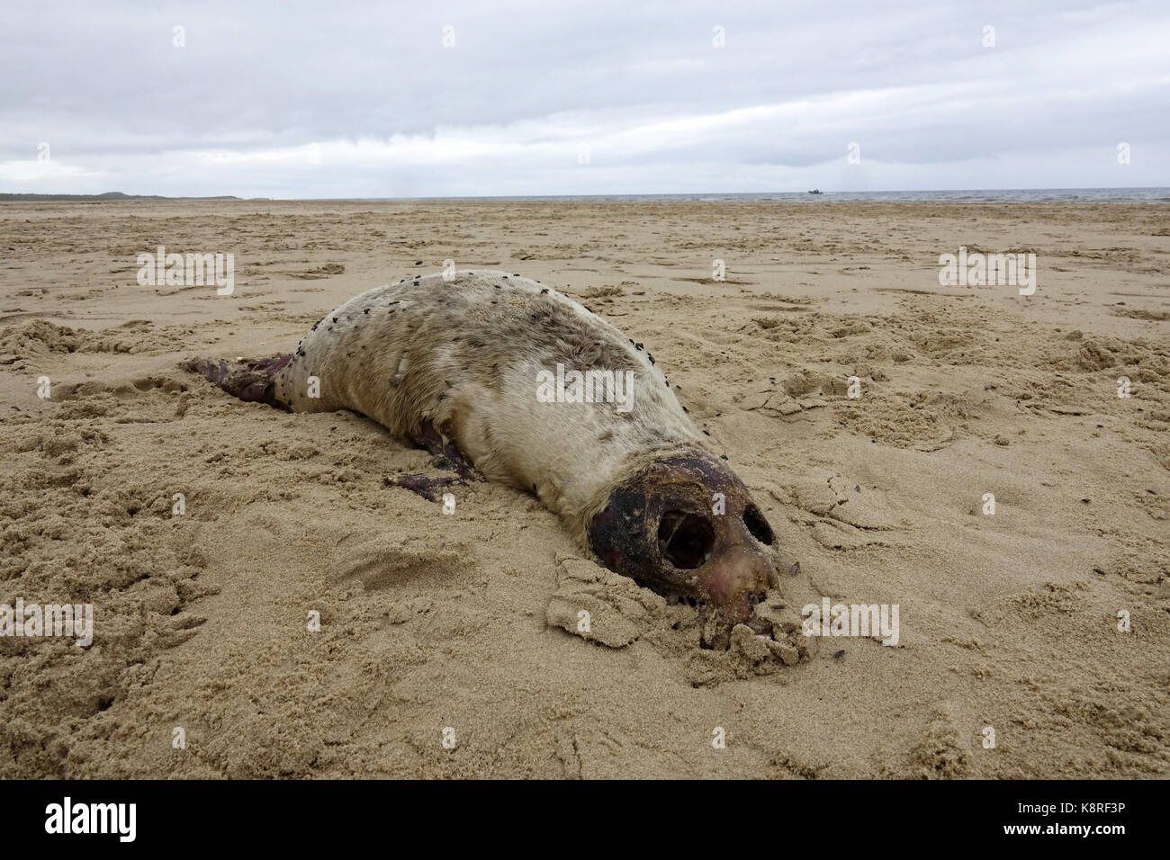 Dead Common Seal Pup On Norfolk Beach Covered In Flies Stock Photo Alamy