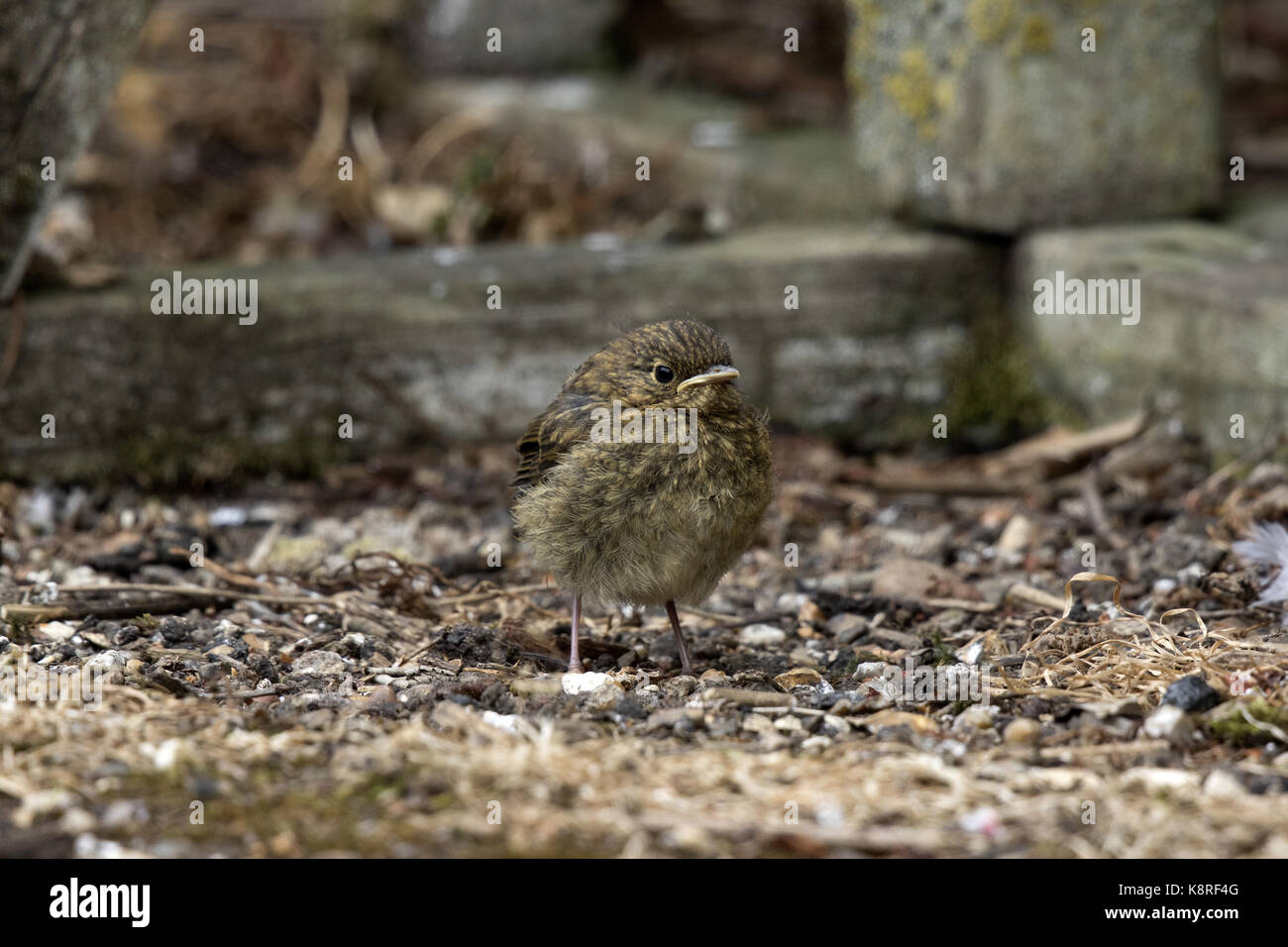 Newly fledged young Robin Stock Photo - Alamy
