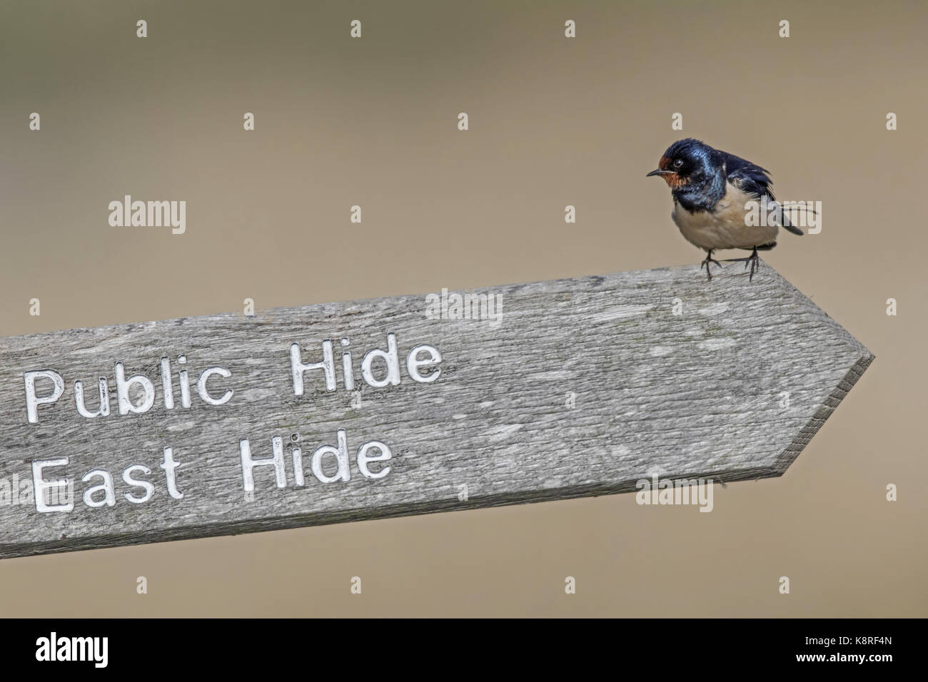 Adult Swallow on sign at RSPB Minsmere reserve Suffolk Stock Photo - Alamy