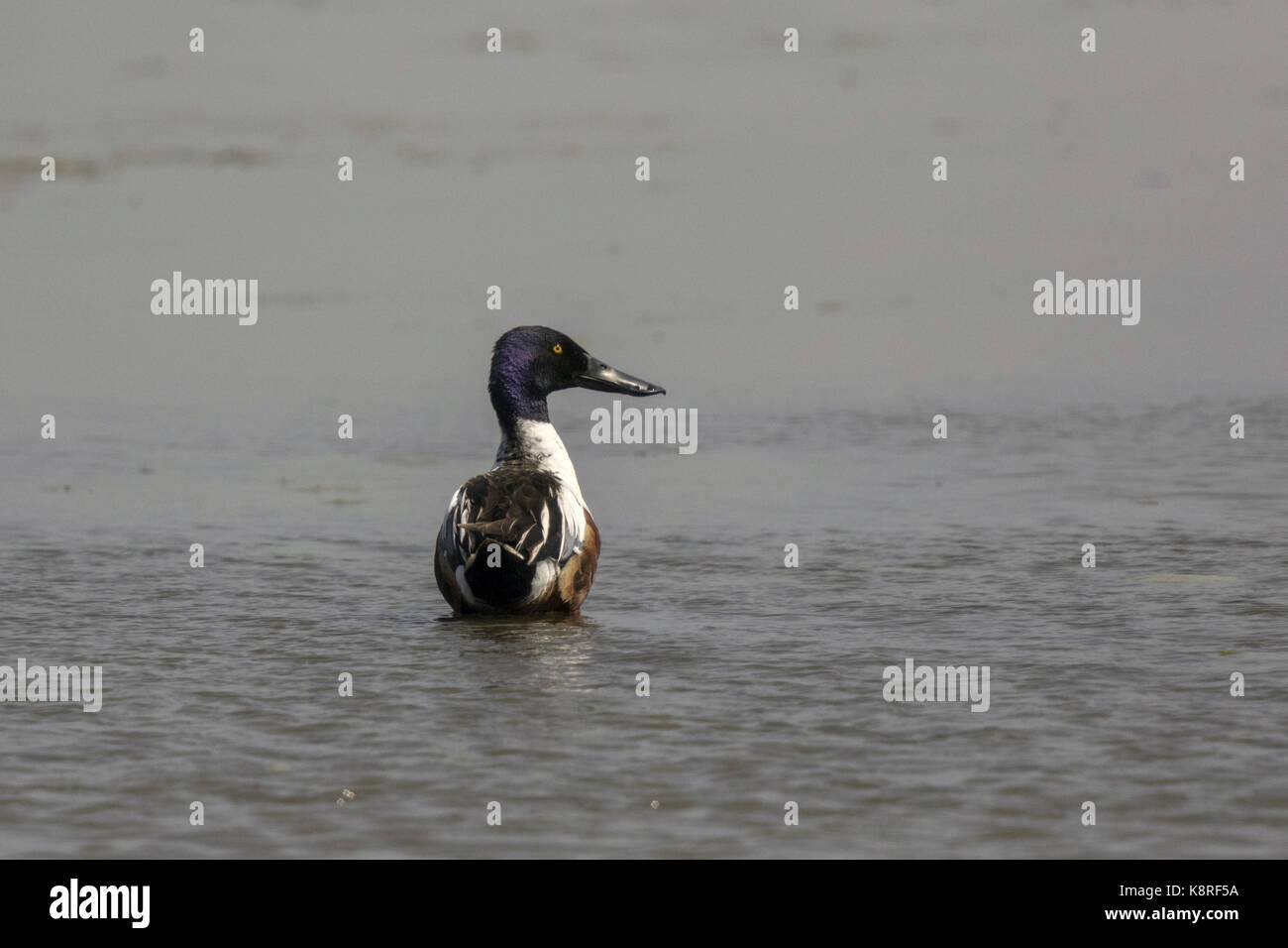 Male Shoveler duck at Deepdale Marsh Norfolk Stock Photo - Alamy