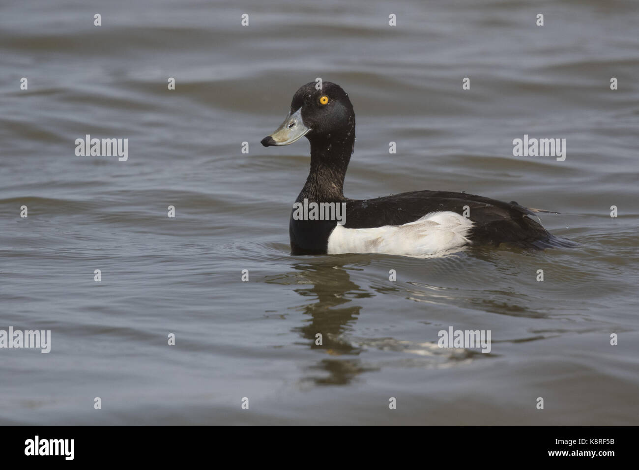 Deepdale Duck High Resolution Stock Photography and Images - Alamy