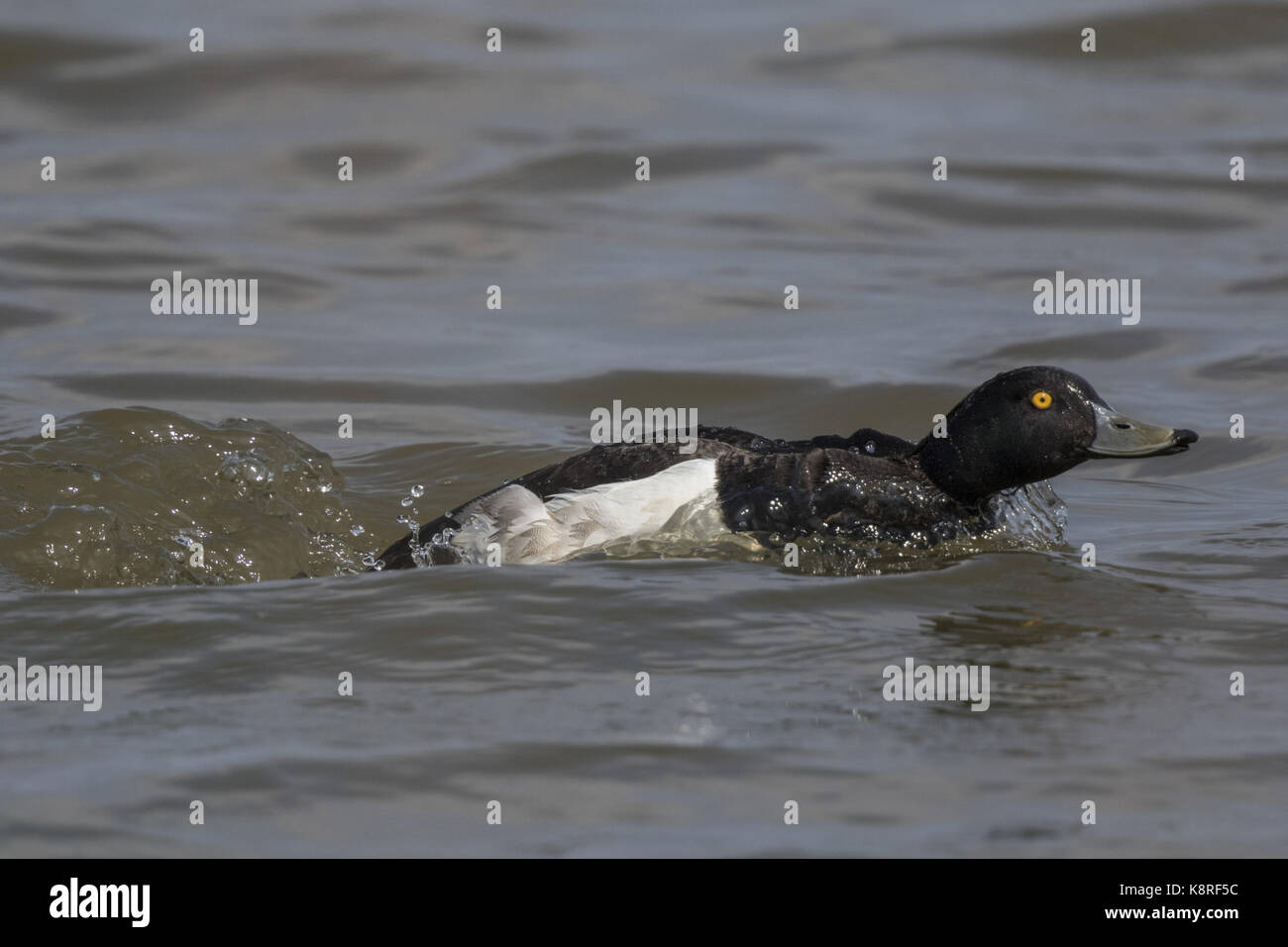 Aggressive male Tufted Duck Stock Photo - Alamy
