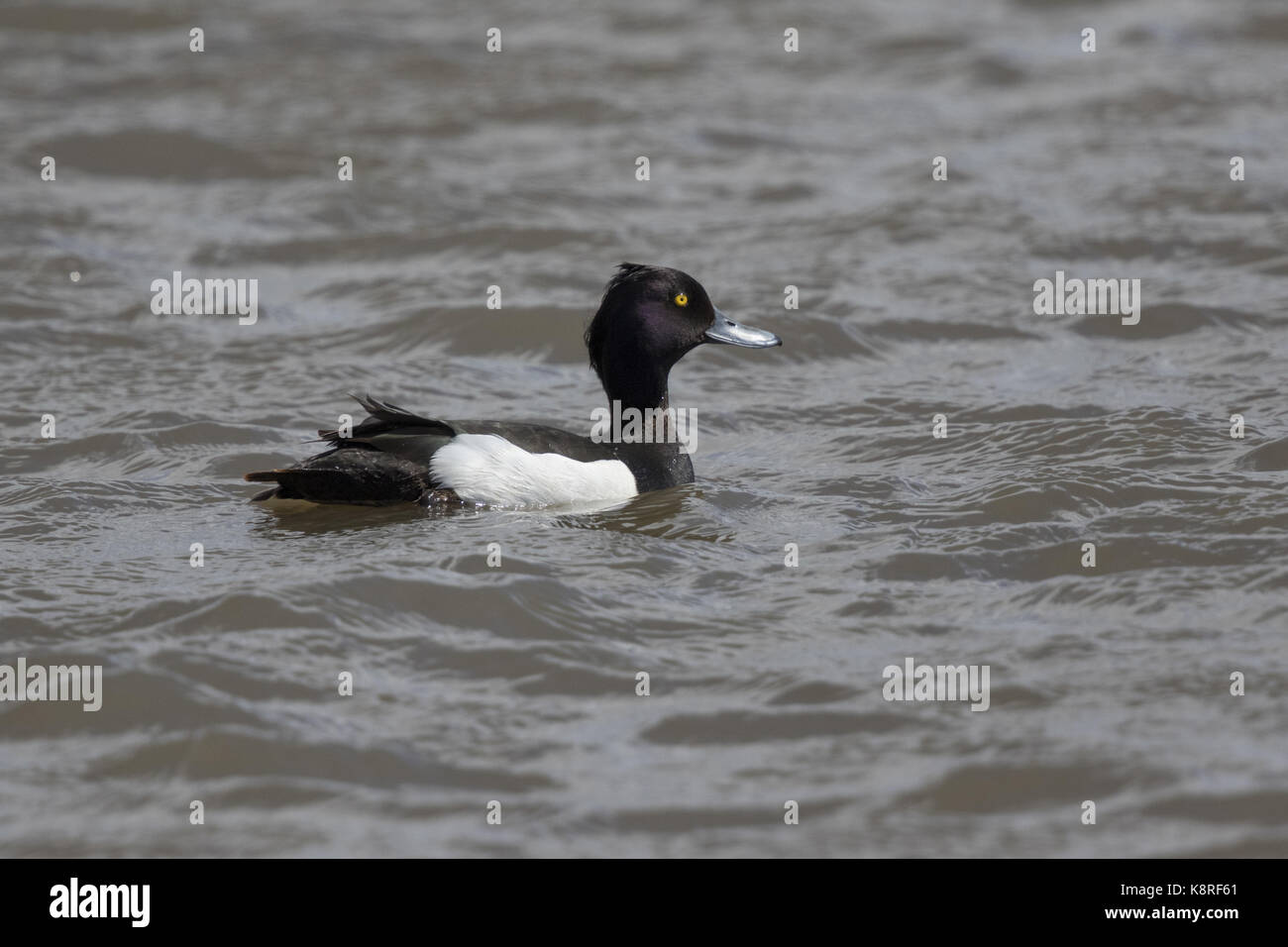 Male Tufted Duck - spring Stock Photo - Alamy