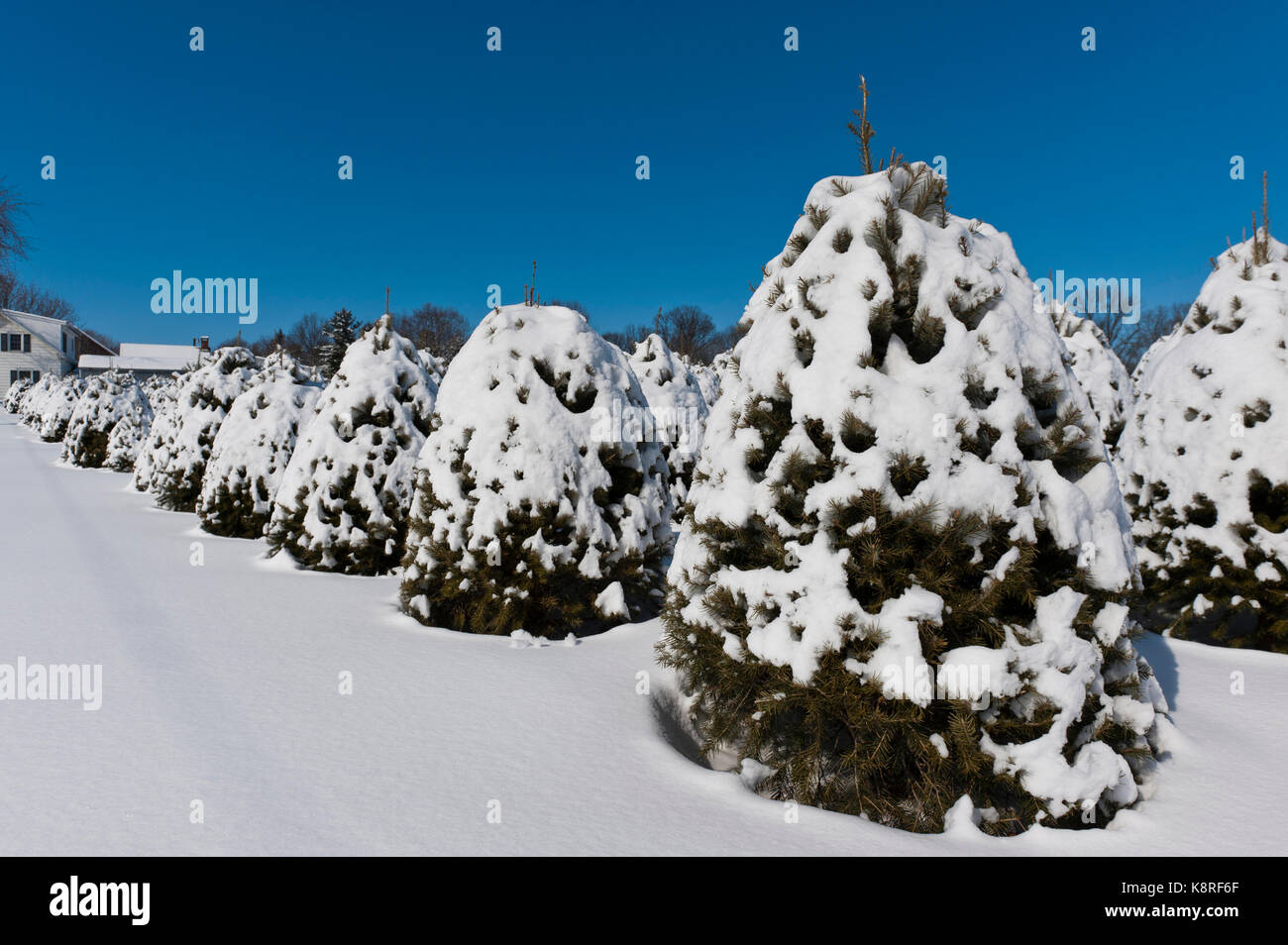 SNOW COVERED CHRISTMAS TREES, LANCASTER PENNSYLVANIA Stock Photo - Alamy
