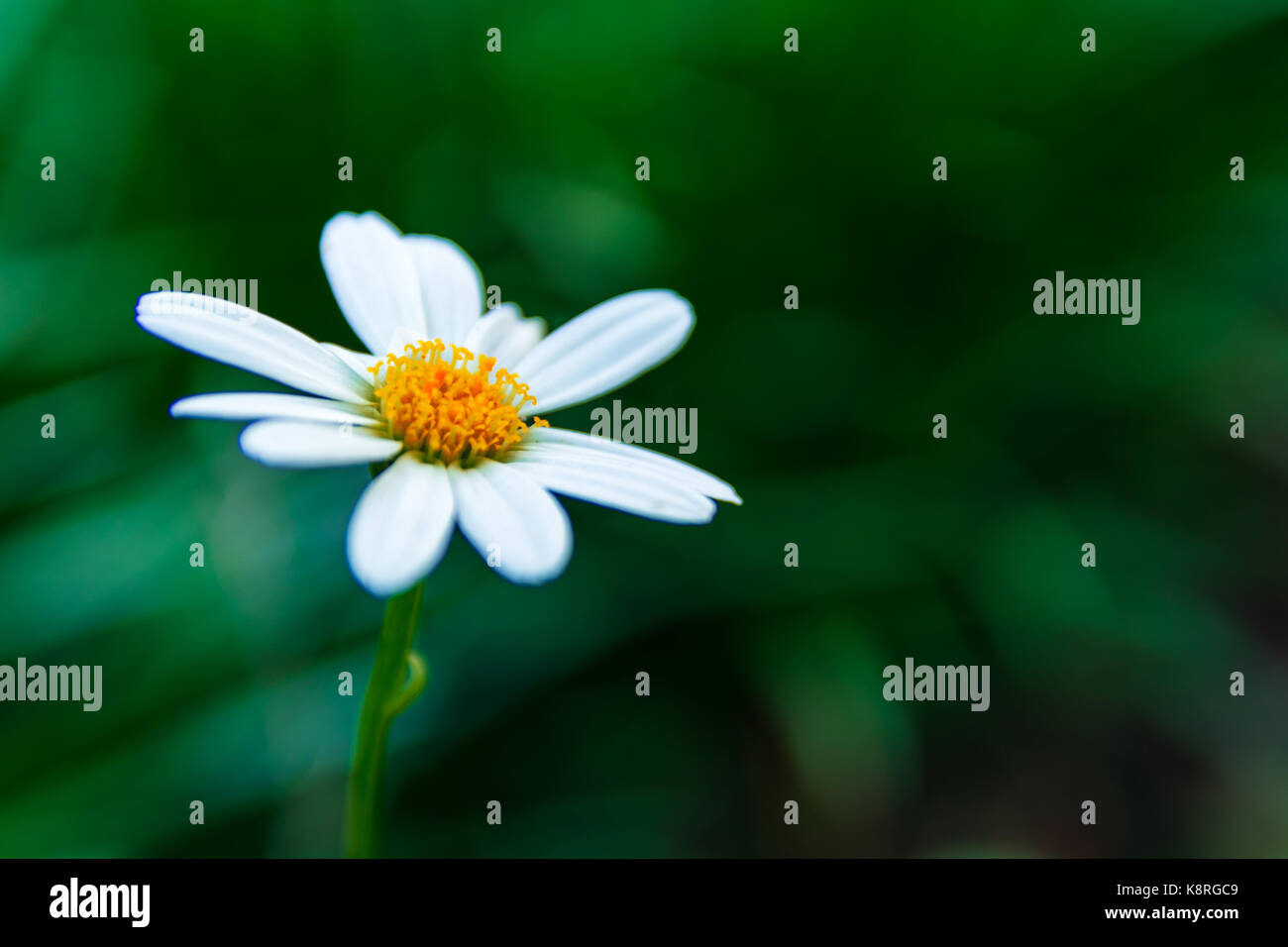 Close up of Lone Daisy with blurred green background Stock Photo - Alamy
