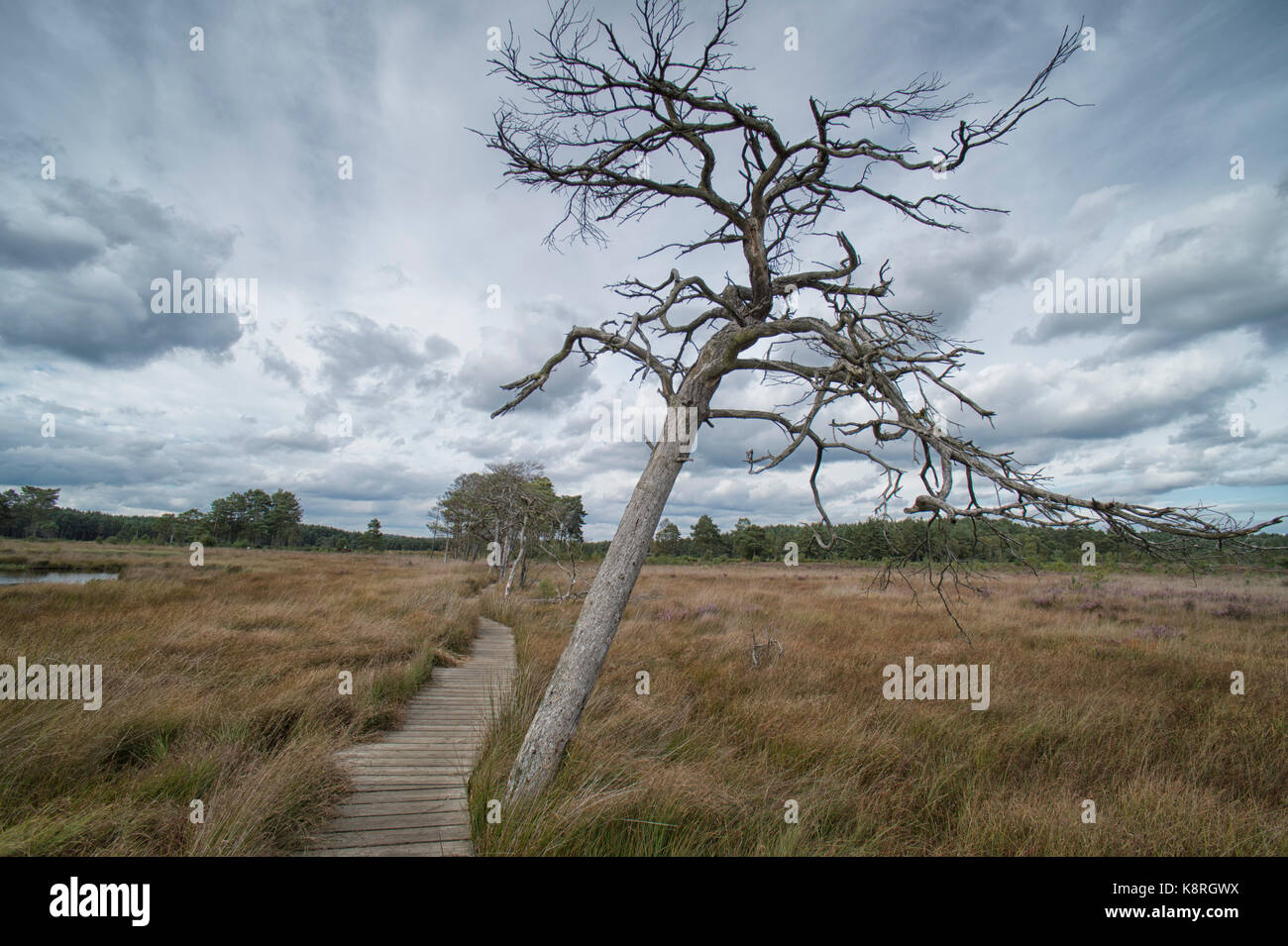 Dead tree , Thursley common Stock Photo - Alamy
