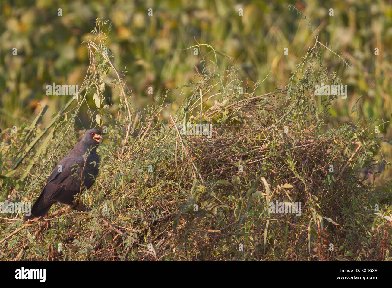 Brazilian Pantanal - Snail kite Stock Photo - Alamy