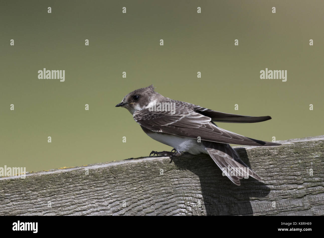 Sand martin on a fence hi-res stock photography and images - Alamy