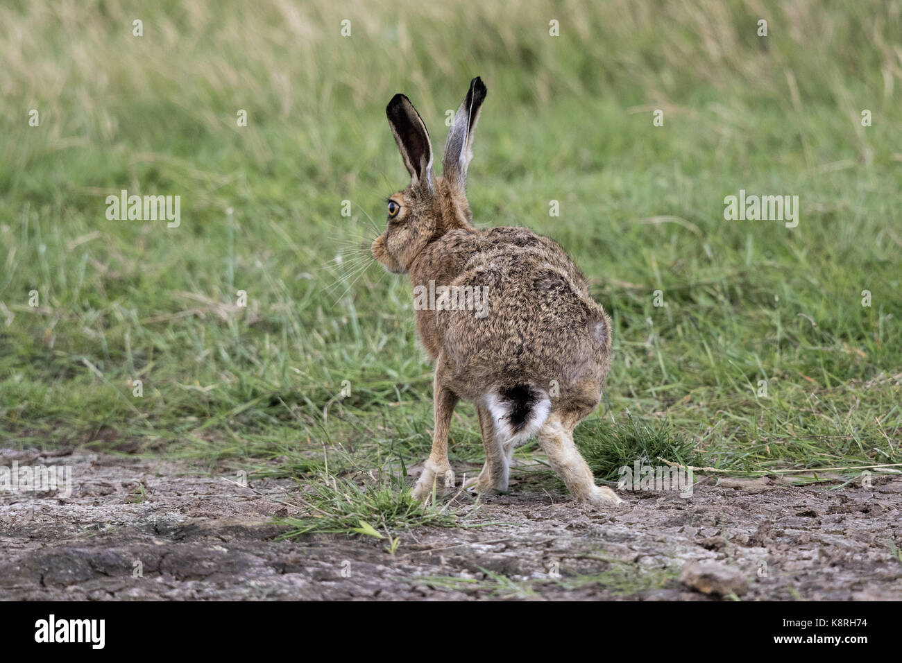 Brown Hare showing tail Stock Photo - Alamy