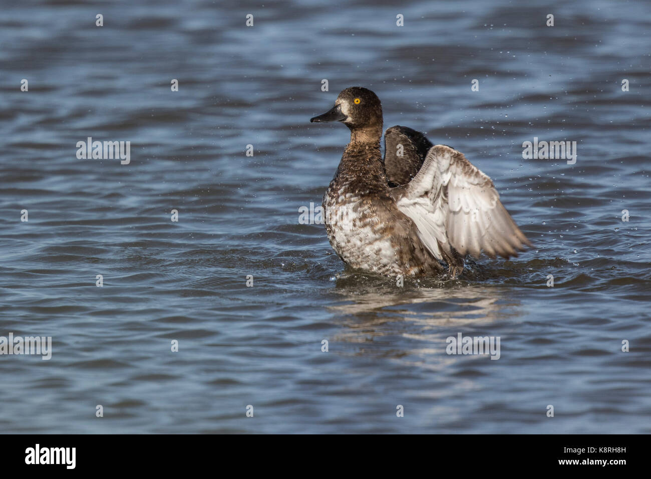 Tufted Duck female washing Stock Photo - Alamy