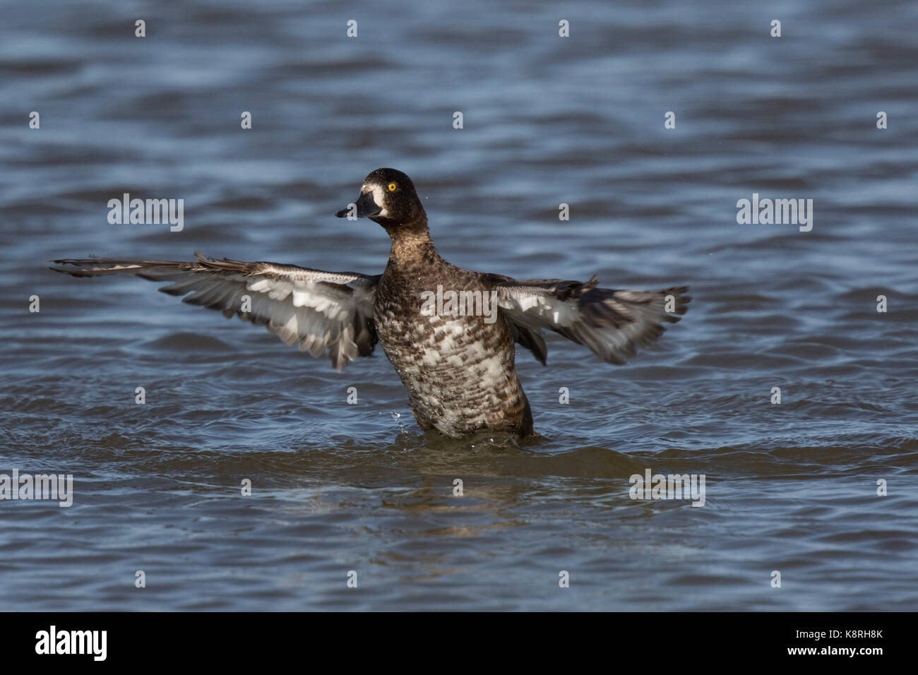 Tufted Duck female washing Stock Photo - Alamy