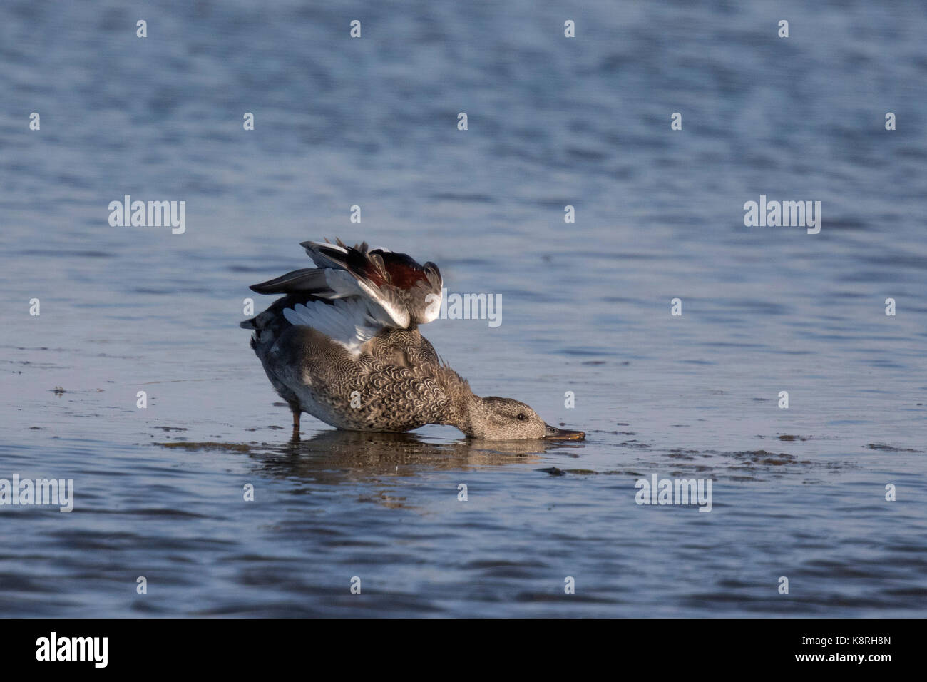 Gadwall hi-res stock photography and images - Alamy