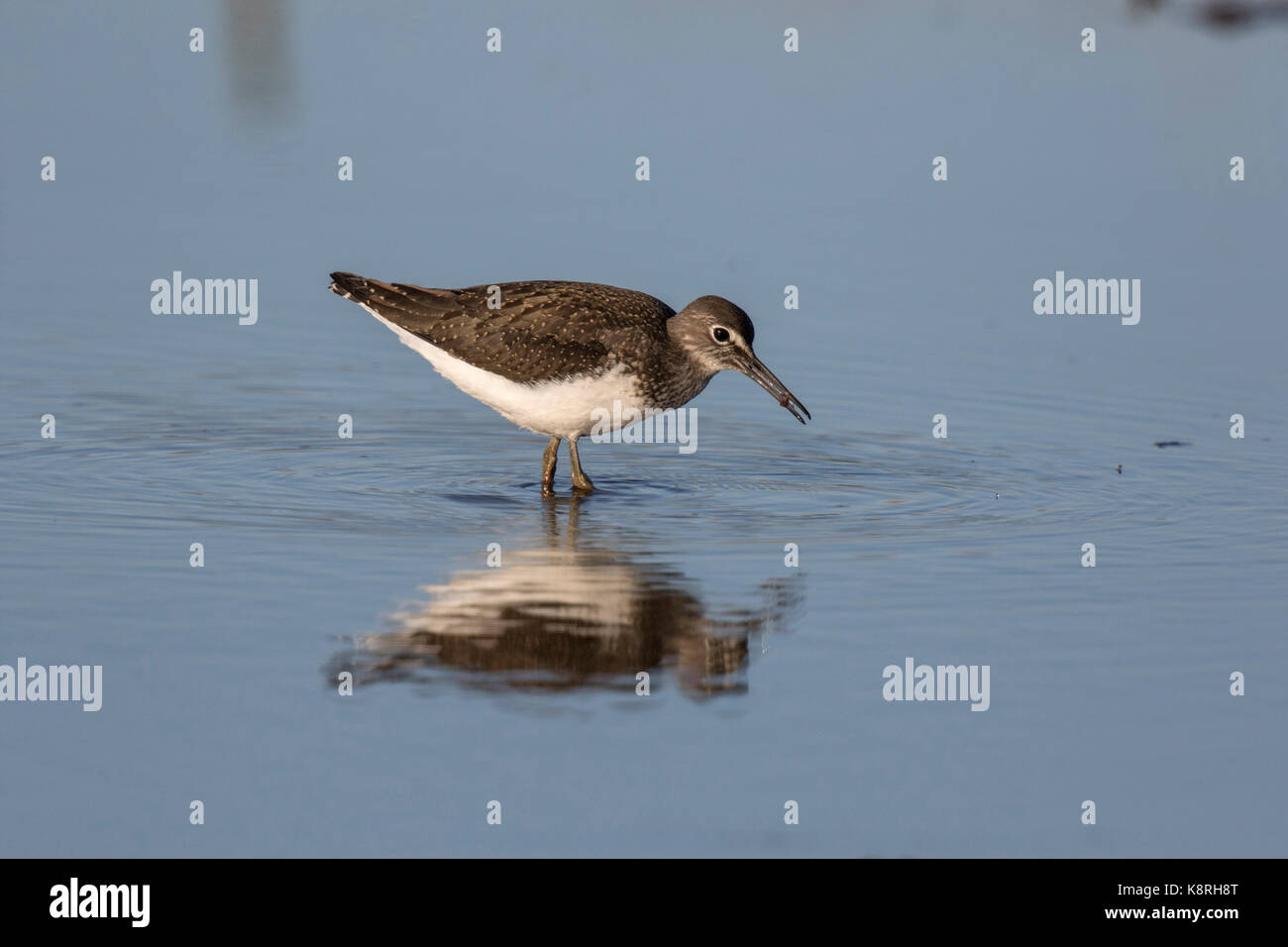Green Sandpiper feeding Stock Photo - Alamy