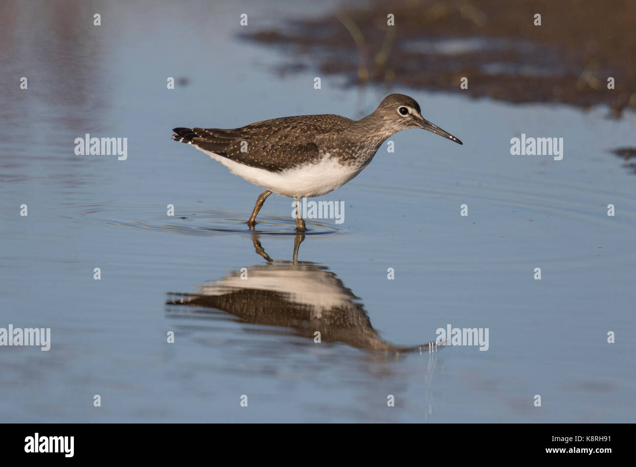 Green Sandpiper feeding Stock Photo - Alamy