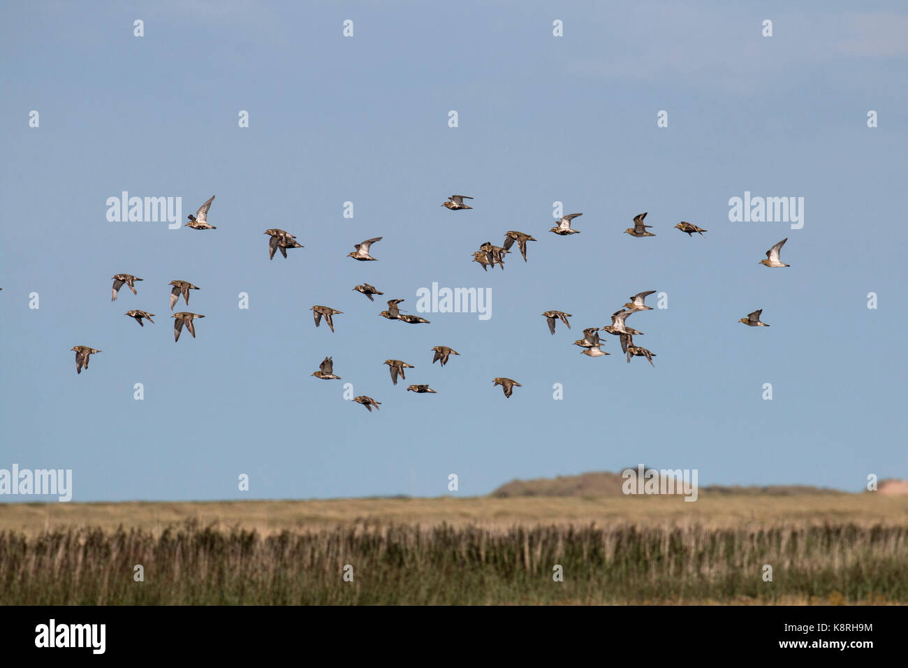 Golden plovers hi-res stock photography and images - Alamy